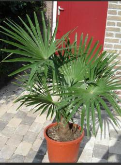 Trachycarpus fortunei (seme) 500 semenki