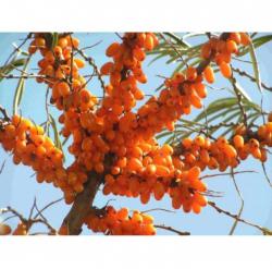 Pasji trn - Hippophae rhamnoides Sea Buckthorn (seme)