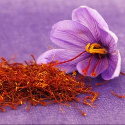Crocus sativus - Šafran začin