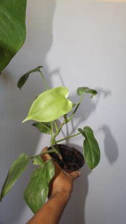 Philodendron Bipennifolium Horsehead/ Violin