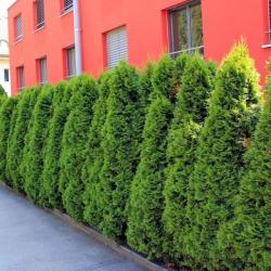 THUJA OCCIDENTALIS Smaragd 20 semenki