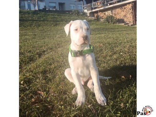 Dogo argentino