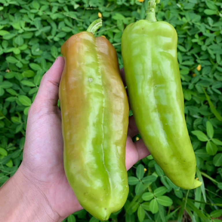 Seme Paprike Cubanelle (Capsicum Annuum)