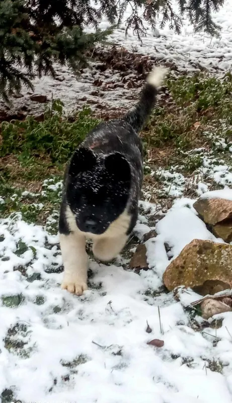 Američka akita PRELEPI štenci