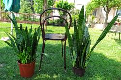 Sansevieria