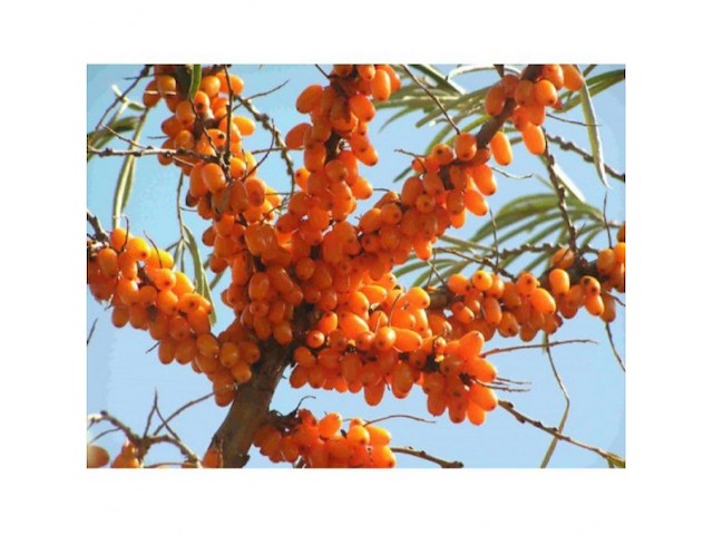 Pasji trn - Hippophae rhamnoides Sea Buckthorn (seme)