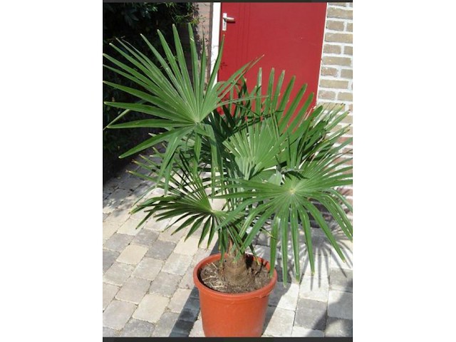 Trachycarpus fortunei (seme) 500 semenki