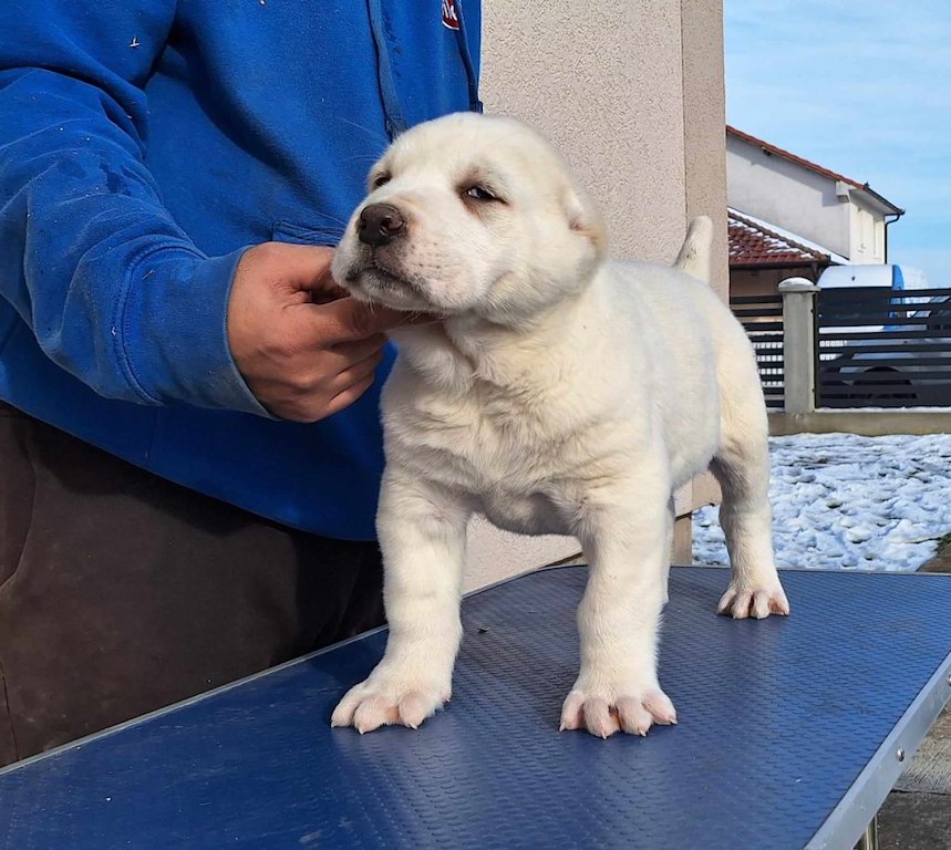 Srednjeazijski ovčar VRHUNSKI štenci