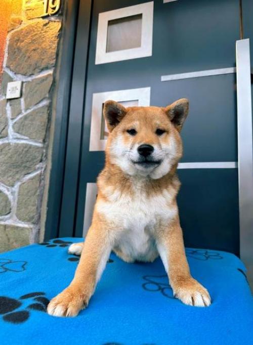 Shiba inu TOP stenci