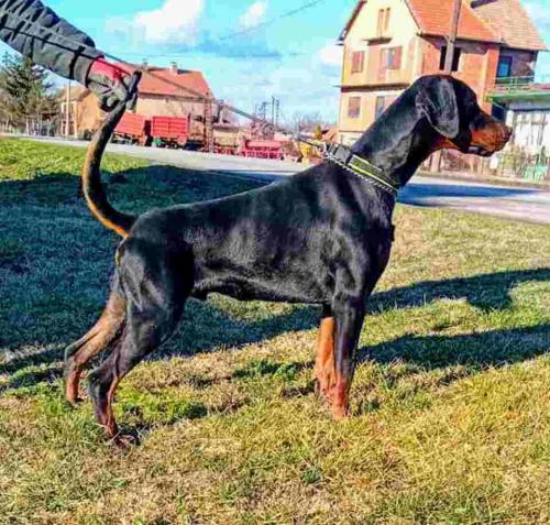 DOBERMAN na prodaju, mladi mužijak o