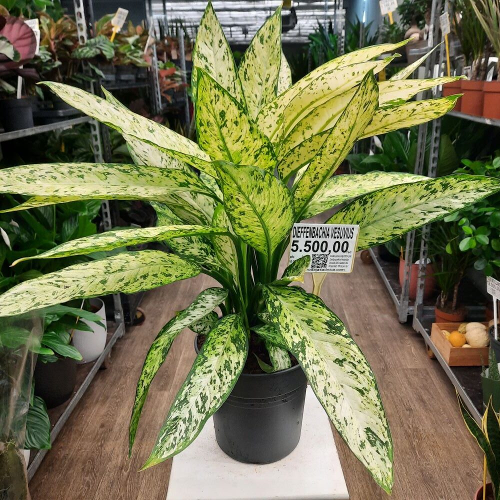 Dieffenbachia Vesuvius 80 cm