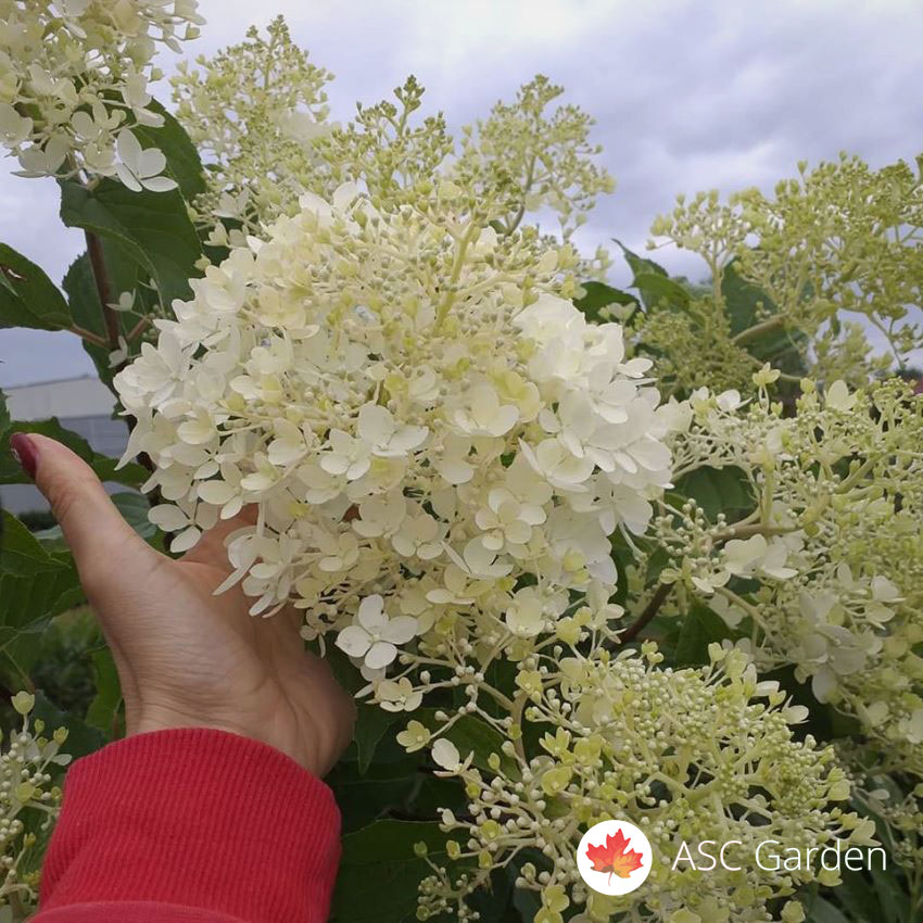 Hydrangea paniculata Early Sensation- Hortenzija na stablu 190 cm