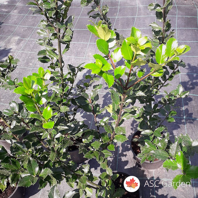 Ilex Blue Prince 30 cm