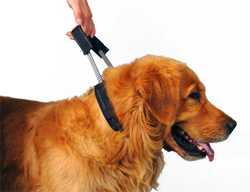 PATENTO PET- Collar Sport