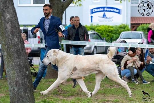 Srednjeazijski ovčar VRHUNSKI štenci