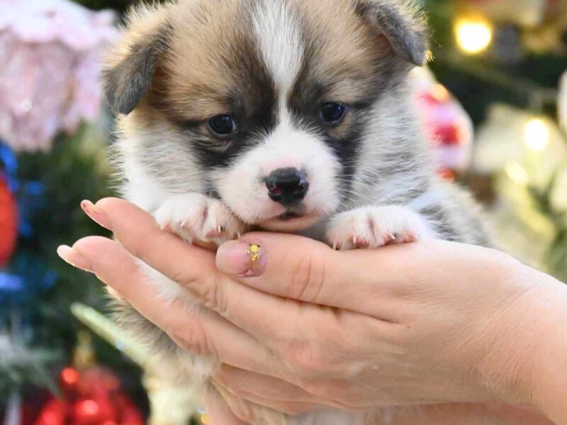 Velski korgi/Welsh Corgi Pembroke