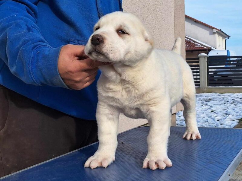 Srednjeazijski ovčar VRHUNSKI štenci