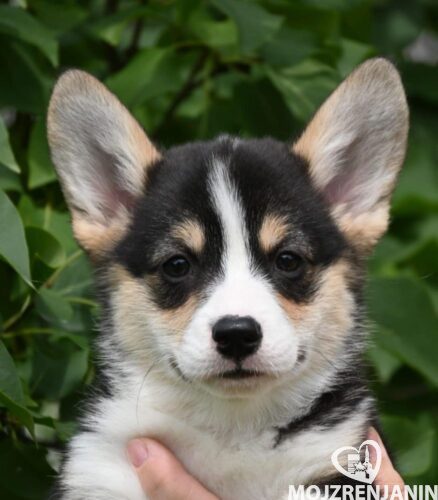 Velski korgi Welsh Corgi Pembroke
