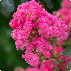 Pink Lagerstroemia (seme)