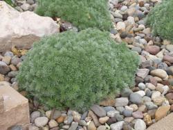 Artemisia schmidtiana