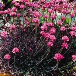 Armeria maritima Vesuv