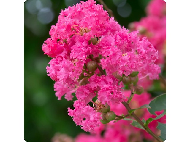 Pink Lagerstroemia (seme)