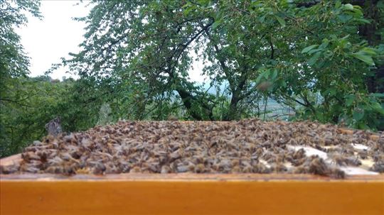 Pčelinja društva, med, polen, perga