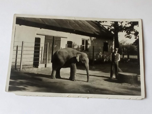 ZOO Vrt - Zagreb - Životinja Slon - Hrvatska - 1933.g