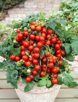 Niski Chery paradajz (Rana sorta)-15-20gr plod..