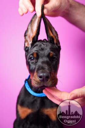 Doberman prelepi štenci