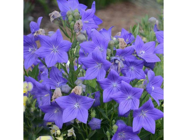 Platycodon plavi cvet 30 semenki