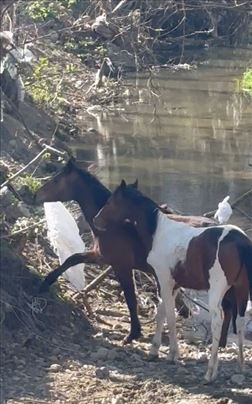 Par konja na prodaju