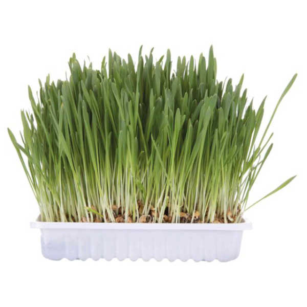 Trixie cat grass macija trava 100gr