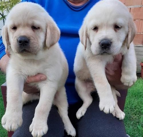 Labrador štenci. Povoljno!