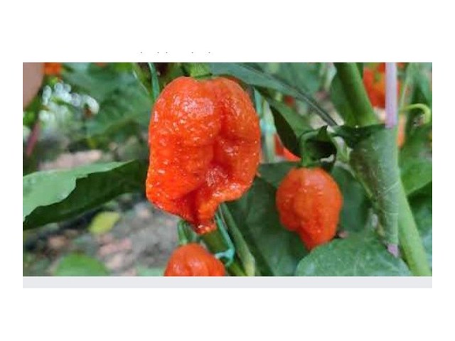 Red Pirat chili (seme)