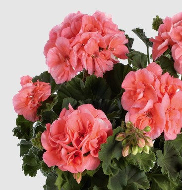 Muškatla stajaća kajsija – Pelargonium zonale ‘Soren’