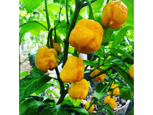 Yellow Carolina reaper chili (seme)