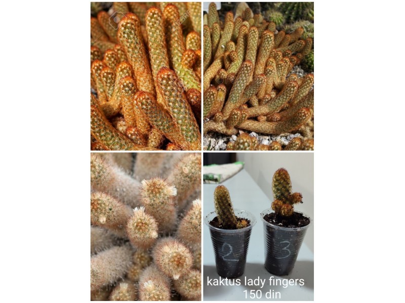 Kaktus lady fingers biljka