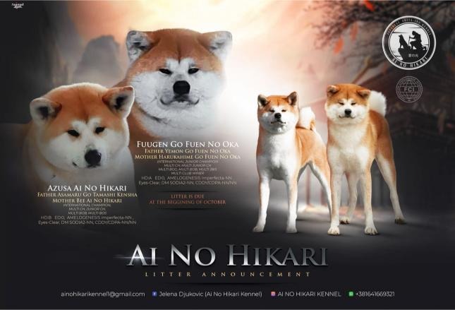 Japanska Akita štenci