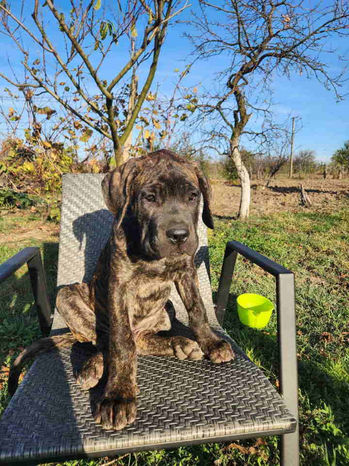 CANE CORSO, dva muška tigrasta šteneta