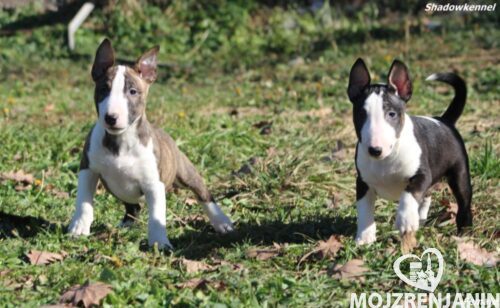 Mini Bull Terijer štenci