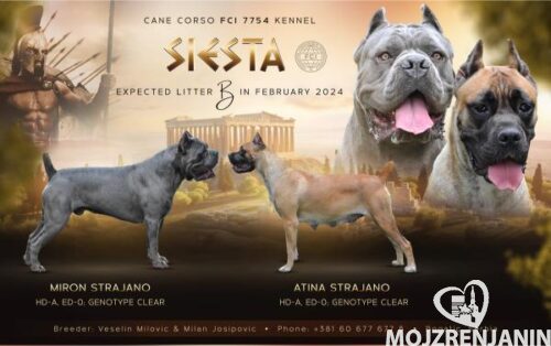 Cane Corso VRHUNSKI štenci