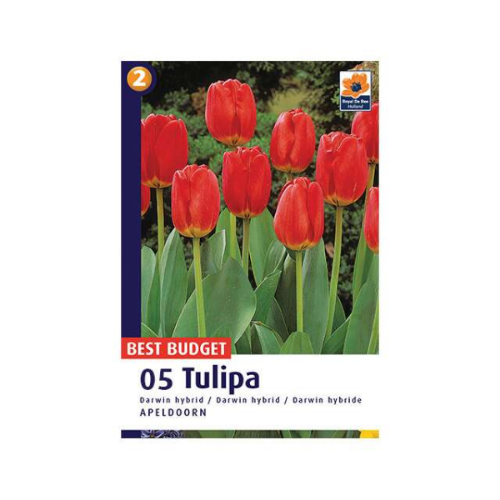 Tulipa Apeldoorn 5/1