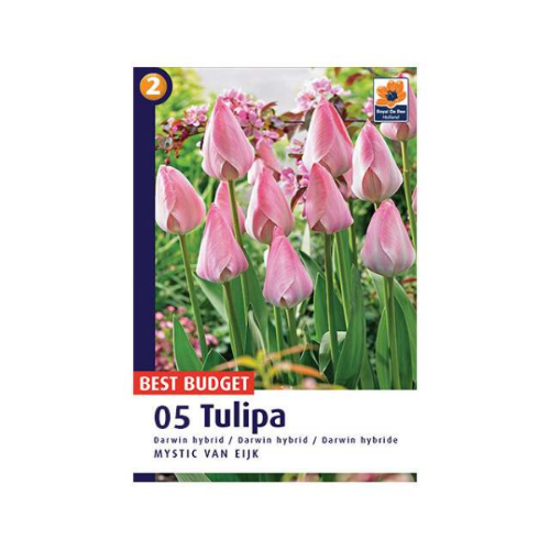 Tulipa Mystic Van Eijk 5/1