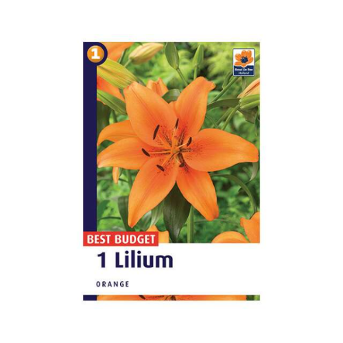 Lilium Orange 1/1