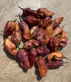 Pimenta Jolokia chili (seme)