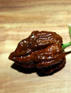 Naga Chocolate chili (seme)