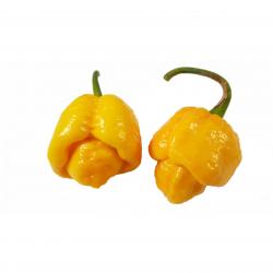 Trinidad moruga scorpion yellow (seme)