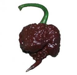 Carolina reaper Chocolate Pimenta