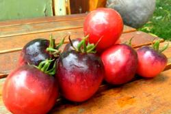 Blush blum cherry paradajz (seme)